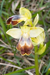 Ophrys fusca - Monaco Nature Encyclopedia