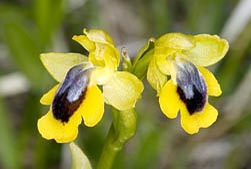 Ophrys lutea - Monaco Nature Encyclopedia