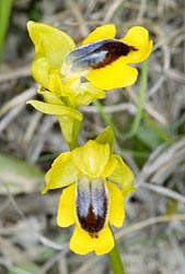 Ophrys lutea - Monaco Nature Encyclopedia