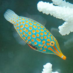 Oxymonacanthus longirostris - Monaco Nature Encyclopedia