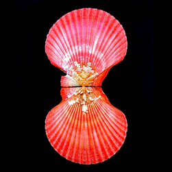 Aequipecten flabellum - Monaco Nature Encyclopedia