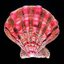 Nodipecten nodosus - Monaco Nature Encyclopedia