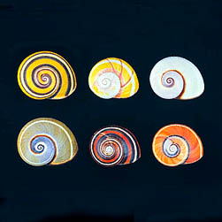 Polymita picta - Monaco Nature Encyclopedia