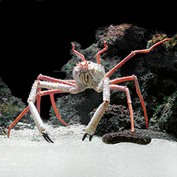 Crustáceos Archivi - Monaco Nature Encyclopedia