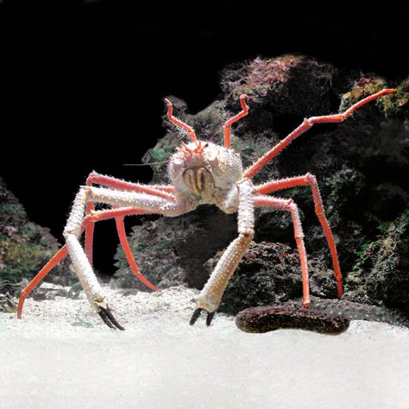 Paromola cuvieri - Monaco Nature Encyclopedia