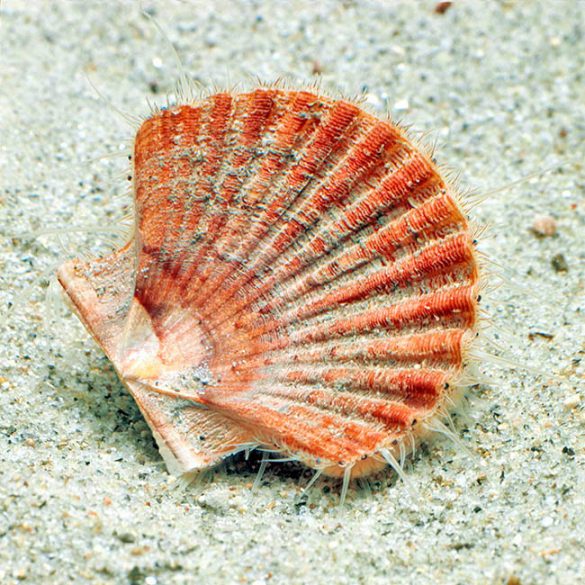 Pecten jacobaeus - Monaco Nature Encyclopedia