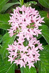 Pentas lanceolata - Monaco Nature Encyclopedia
