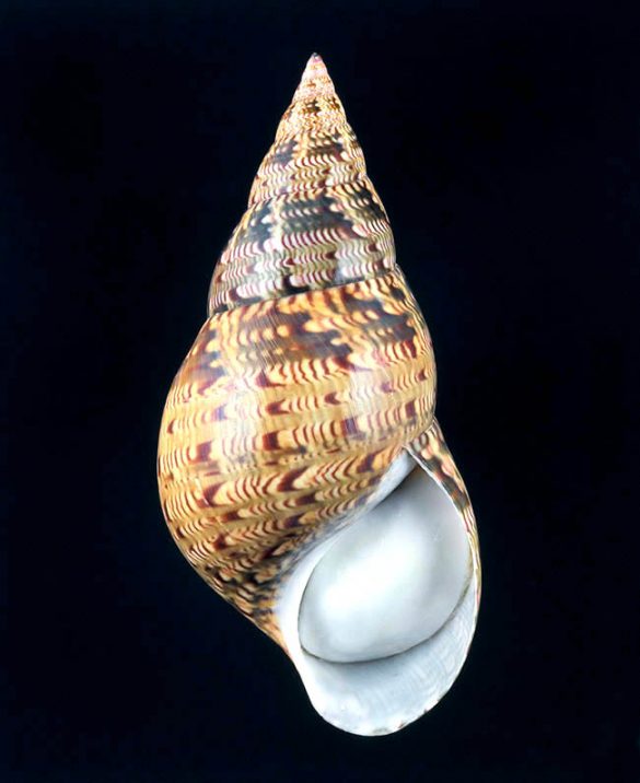 Phasianella australis - Monaco Nature Encyclopedia