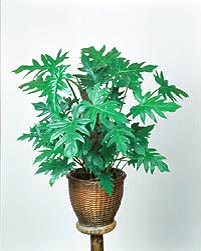 Philodendron pinnatifidum - Monaco Nature Encyclopedia