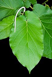 Piper auritum - Monaco Nature Encyclopedia