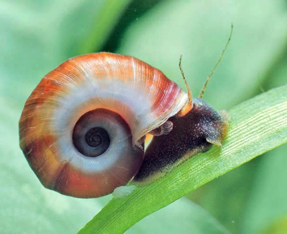 Planorbarius corneus - Monaco Nature Encyclopedia