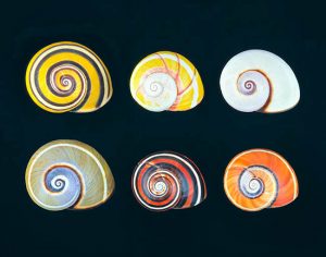 Polymita picta - Monaco Nature Encyclopedia