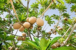 Pouteria sapota - Monaco Nature Encyclopedia