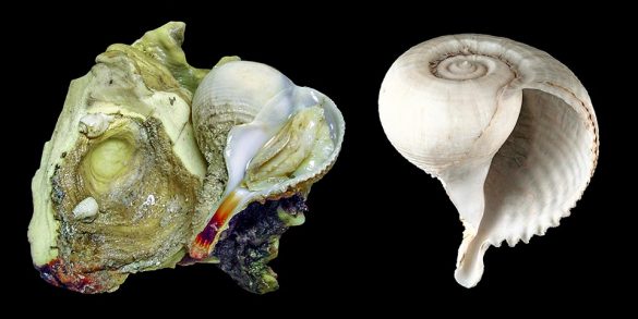 Rapa rapa - Monaco Nature Encyclopedia