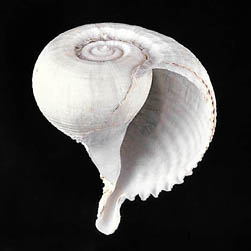 Rapa rapa - Monaco Nature Encyclopedia