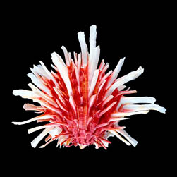 Spondylus crassisquama - Monaco Nature Encyclopedia