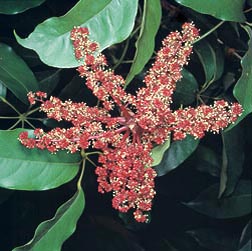Schefflera venulosa - Monaco Nature Encyclopedia