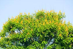 Senna spectabilis - Monaco Nature Encyclopedia