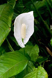 Spathiphyllum wallisii - Monaco Nature Encyclopedia
