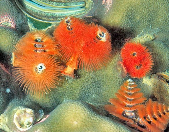 Spirobranchus giganteus - Monaco Nature Encyclopedia