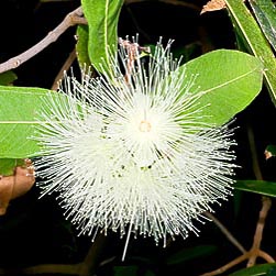 Syzygium jambos - Monaco Nature Encyclopedia