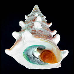 Tectus dentatus - Monaco Nature Encyclopedia