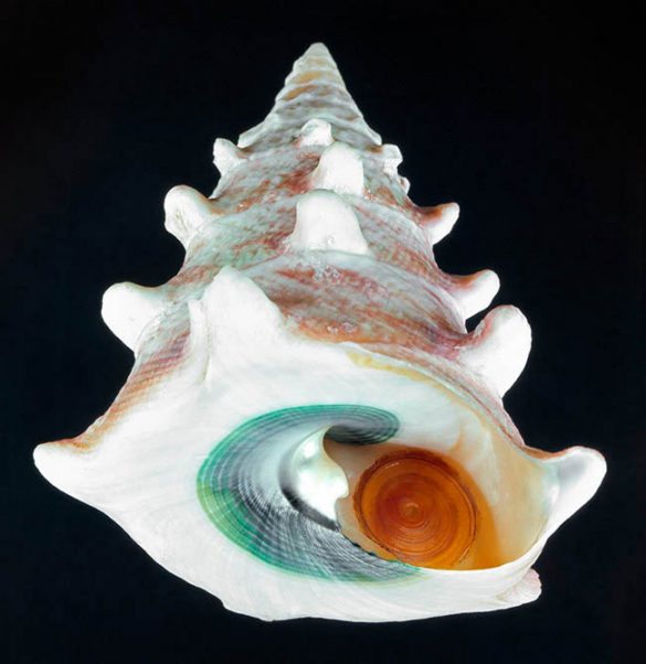 Tectus dentatus - Monaco Nature Encyclopedia
