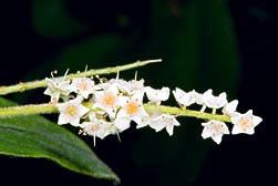 Terminalia muelleri - Monaco Nature Encyclopedia