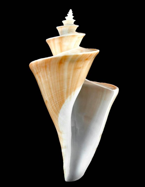 Thatcheria mirabilis - Monaco Nature Encyclopedia