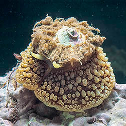 Umbraculum umbraculum - Monaco Nature Encyclopedia