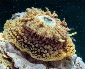 Umbraculum umbraculum - Monaco Nature Encyclopedia