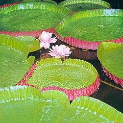 Victoria amazonica - Monaco Nature Encyclopedia