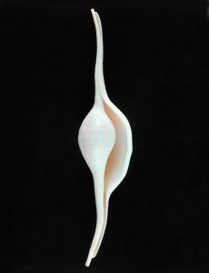 Volva volva - Monaco Nature Encyclopedia