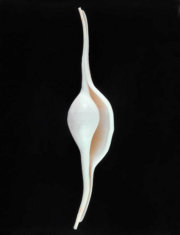 Volva volva - Monaco Nature Encyclopedia