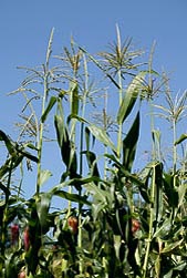 Zea mays - Monaco Nature Encyclopedia