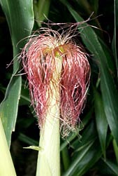 Zea mays - Monaco Nature Encyclopedia