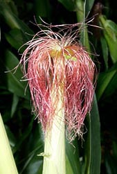 Zea mays - Monaco Nature Encyclopedia