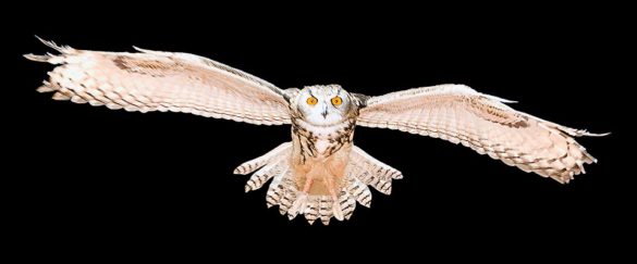 Bubo bubo - Monaco Nature Encyclopedia