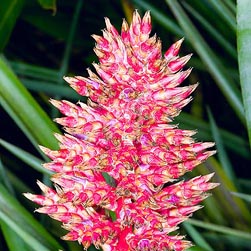 Aechmea distichantha var. schlumbergeri - Monaco Nature Encyclopedia