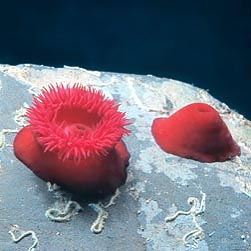 Actinia equina - Monaco Nature Encyclopedia