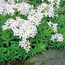 Asperula hirta - Monaco Nature Encyclopedia