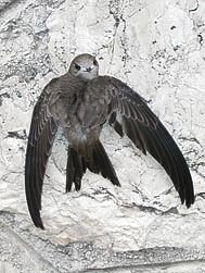 Apus pallidus - Monaco Nature Encyclopedia