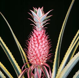 Ananas bracteatus - Monaco Nature Encyclopedia