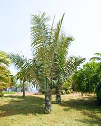 Arenga Archivi - Monaco Nature Encyclopedia