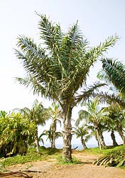 Arenga Archivi - Monaco Nature Encyclopedia