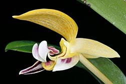 Orchidaceae Archivi - Monaco Nature Encyclopedia