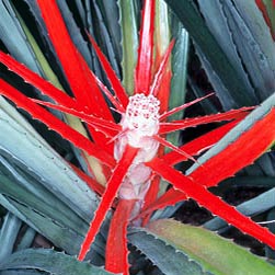 Bromelia balansae - Monaco Nature Encyclopedia