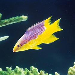 Bodianus rufus - Monaco Nature Encyclopedia