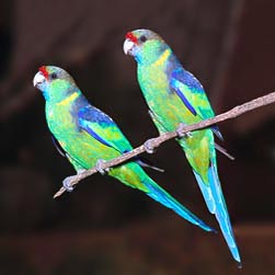 Barnardius zonarius barnardi - Monaco Nature Encyclopedia