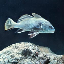 Sciaena umbra - Monaco Nature Encyclopedia